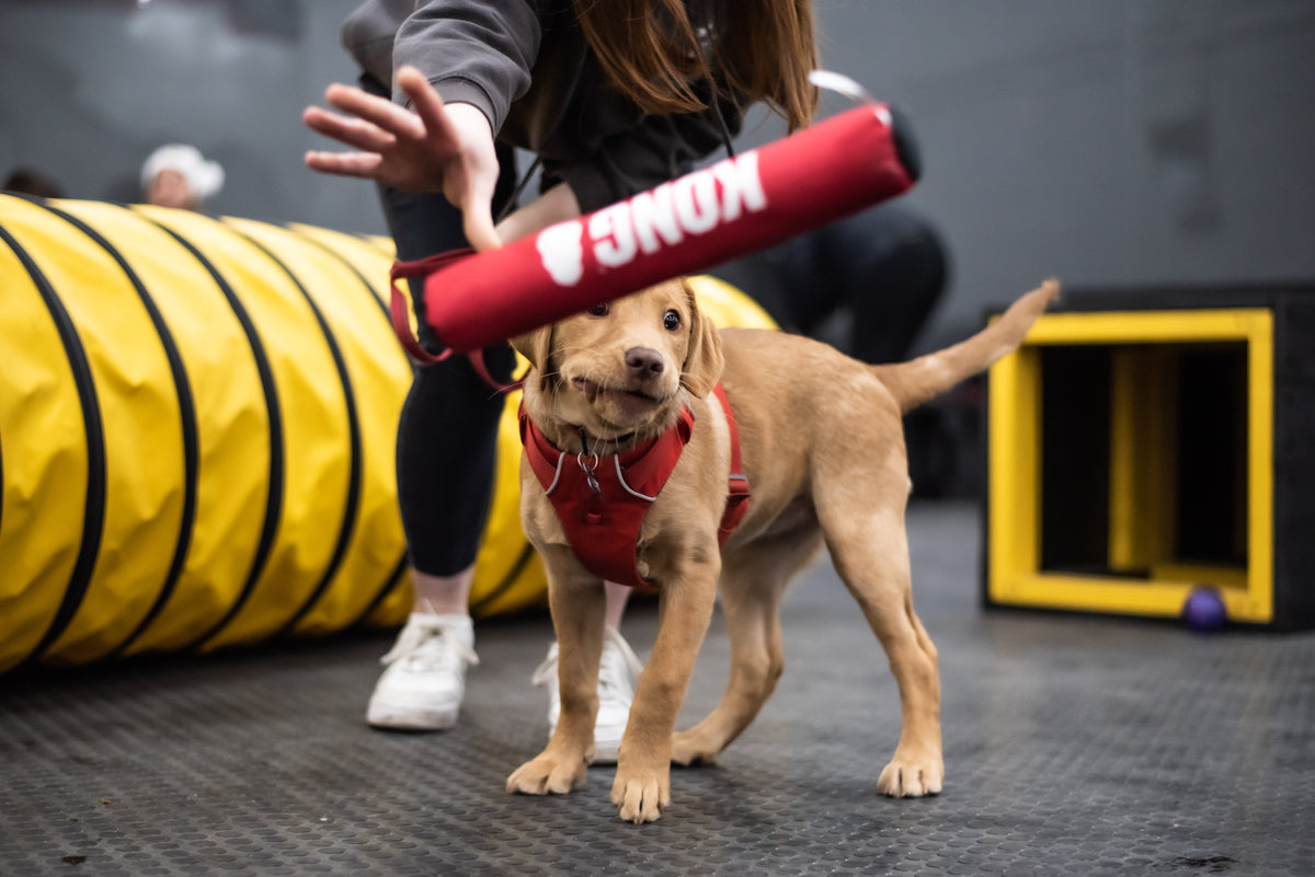 Natural dog treats, puppy chews, raw dog food and grain free dry food ...