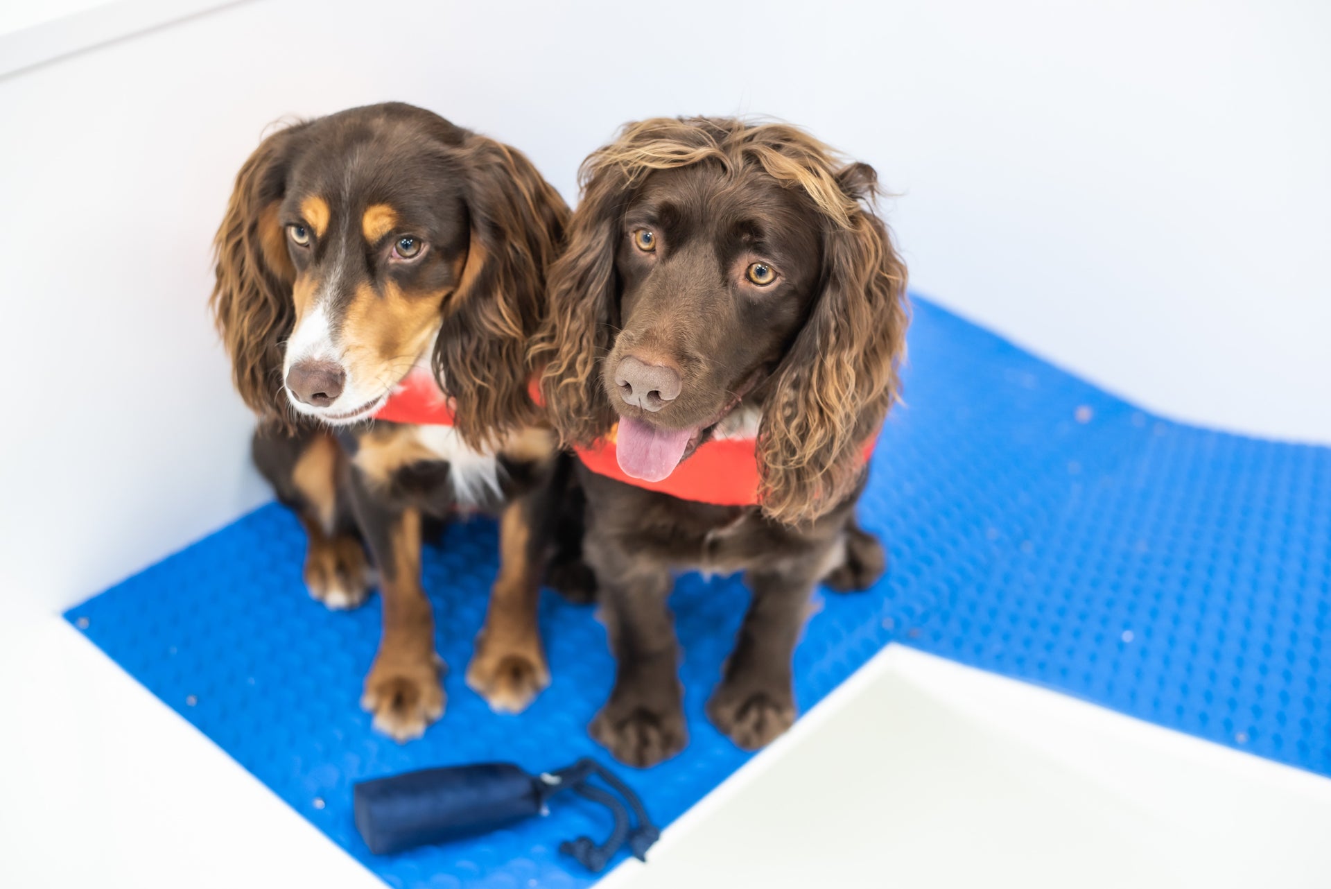 Natural dog treats, puppy chews, raw dog food and grain free dry food ...