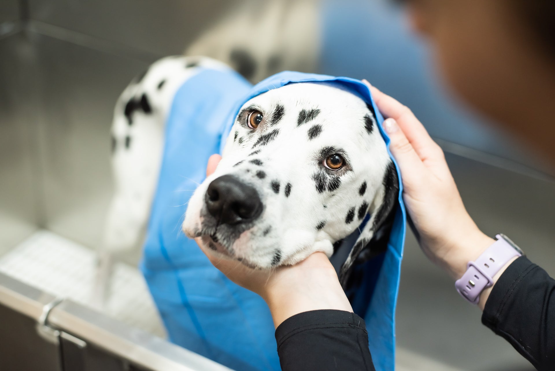 Natural dog treats, puppy chews, raw dog food and grain free dry food ...