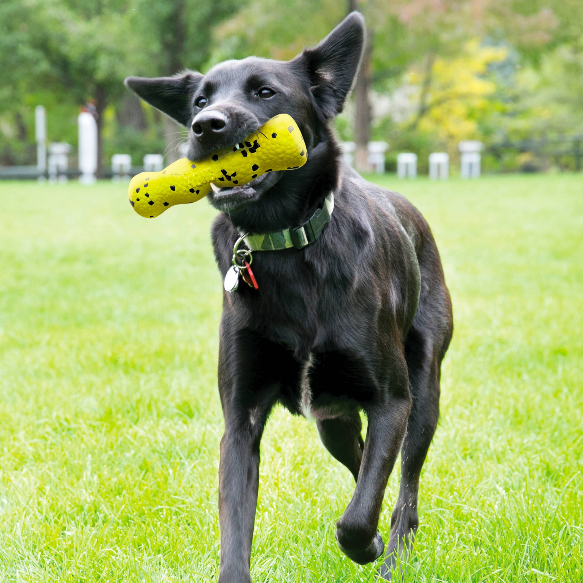 KONG Reflex Stick For Dogs | Dragonfly Products