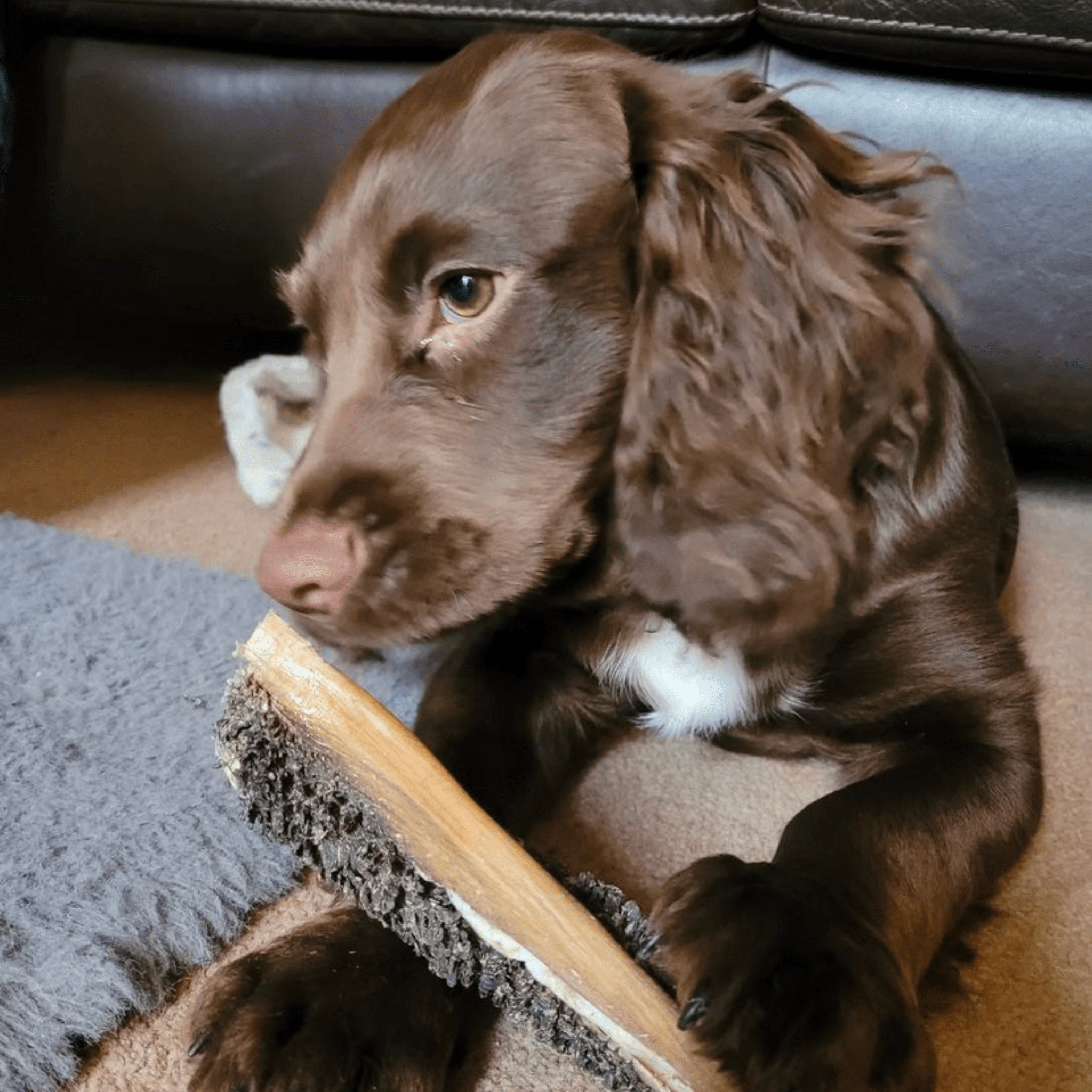 Natural dog treats & puppy chews, raw dog food and grain free dry food ...