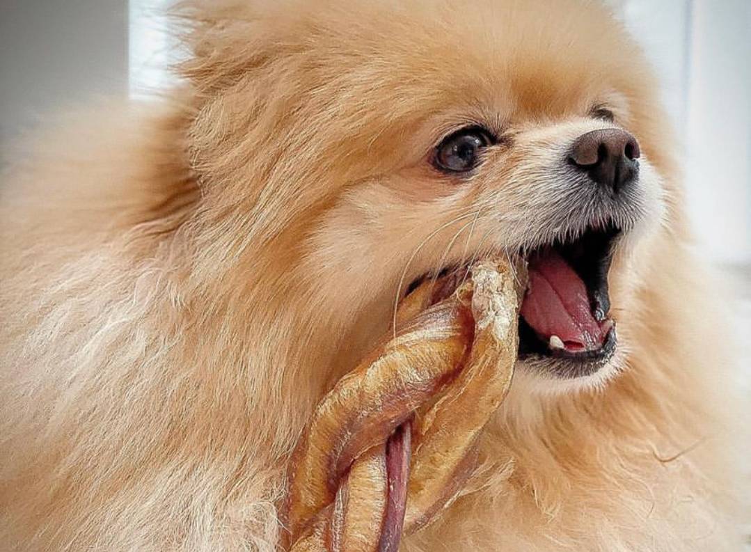 Natural dog treats & puppy chews, raw dog food and grain free dry food# ...