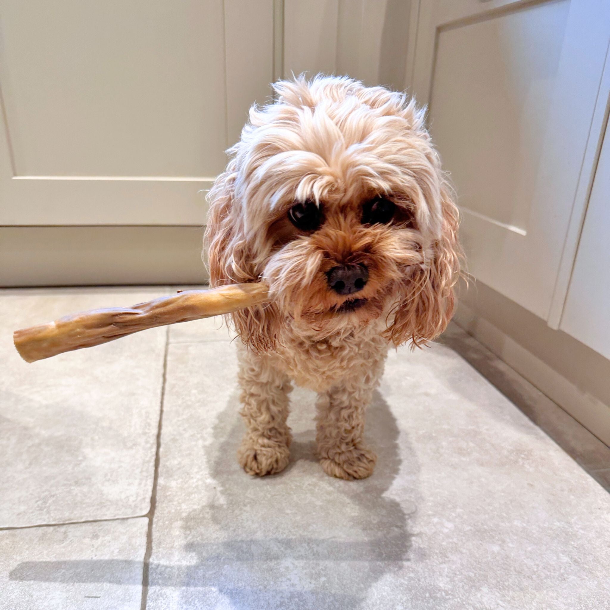 Natural Canes Long Lasting Dog Chew | Dragonfly products – Dragonfly ...