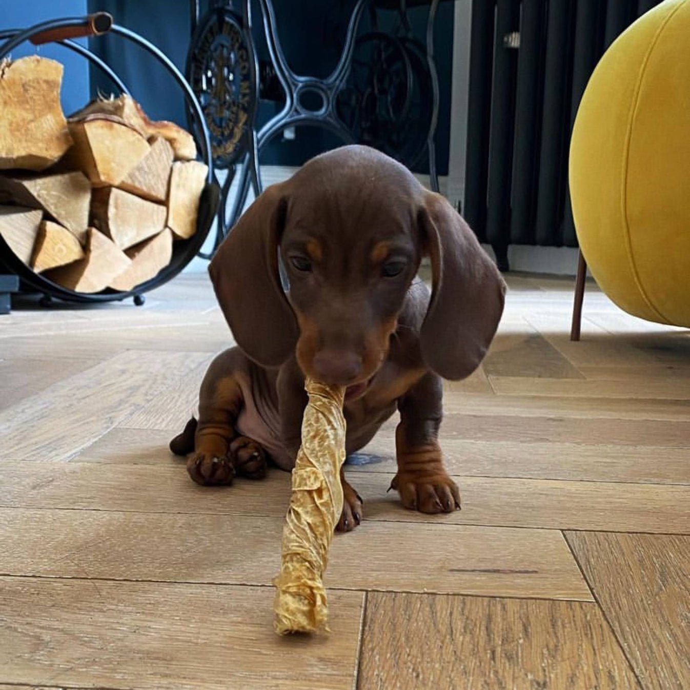 Beef Bladder Twists for Dogs | Gentle Puppy-Safe Natural Chew ...