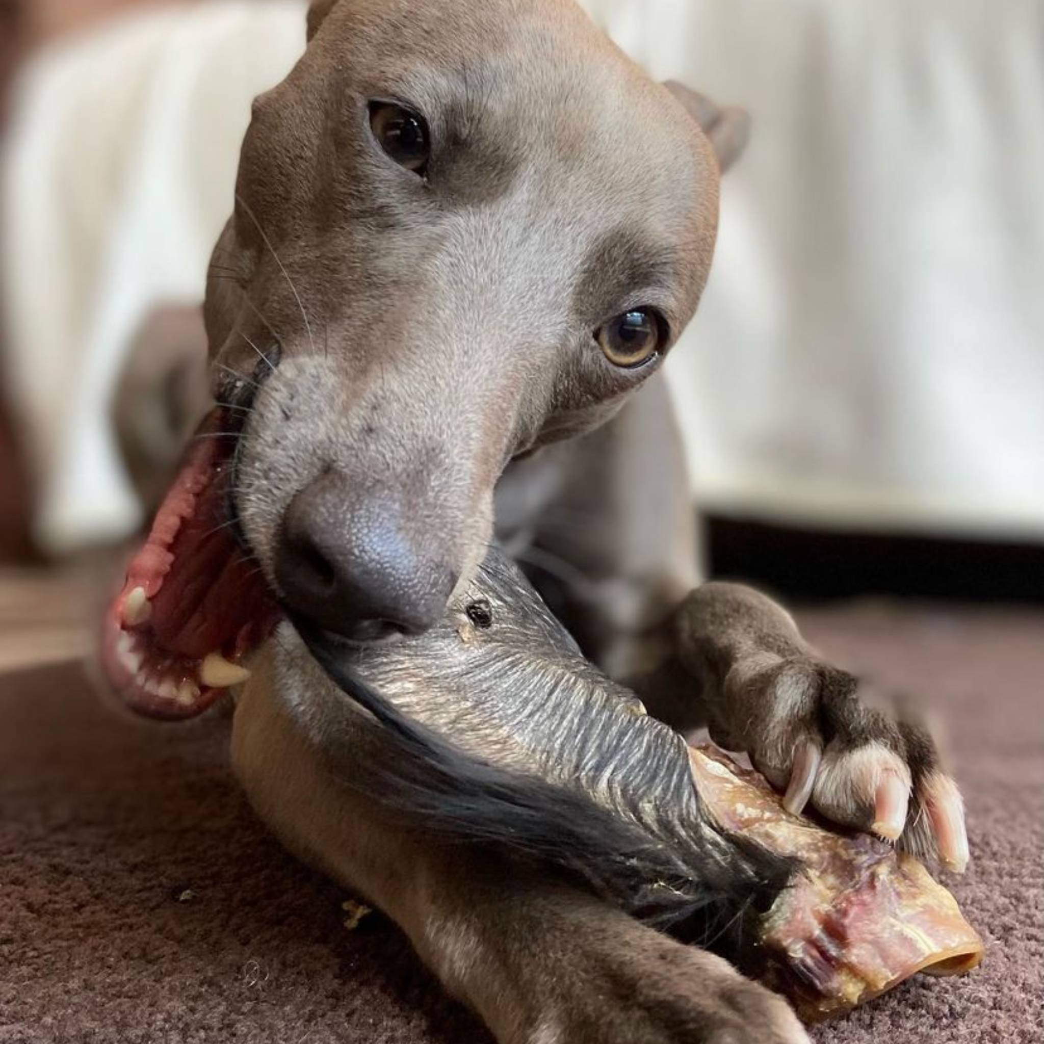 Furry Buffalo Ears Natural Wormer | Dragonfly Products