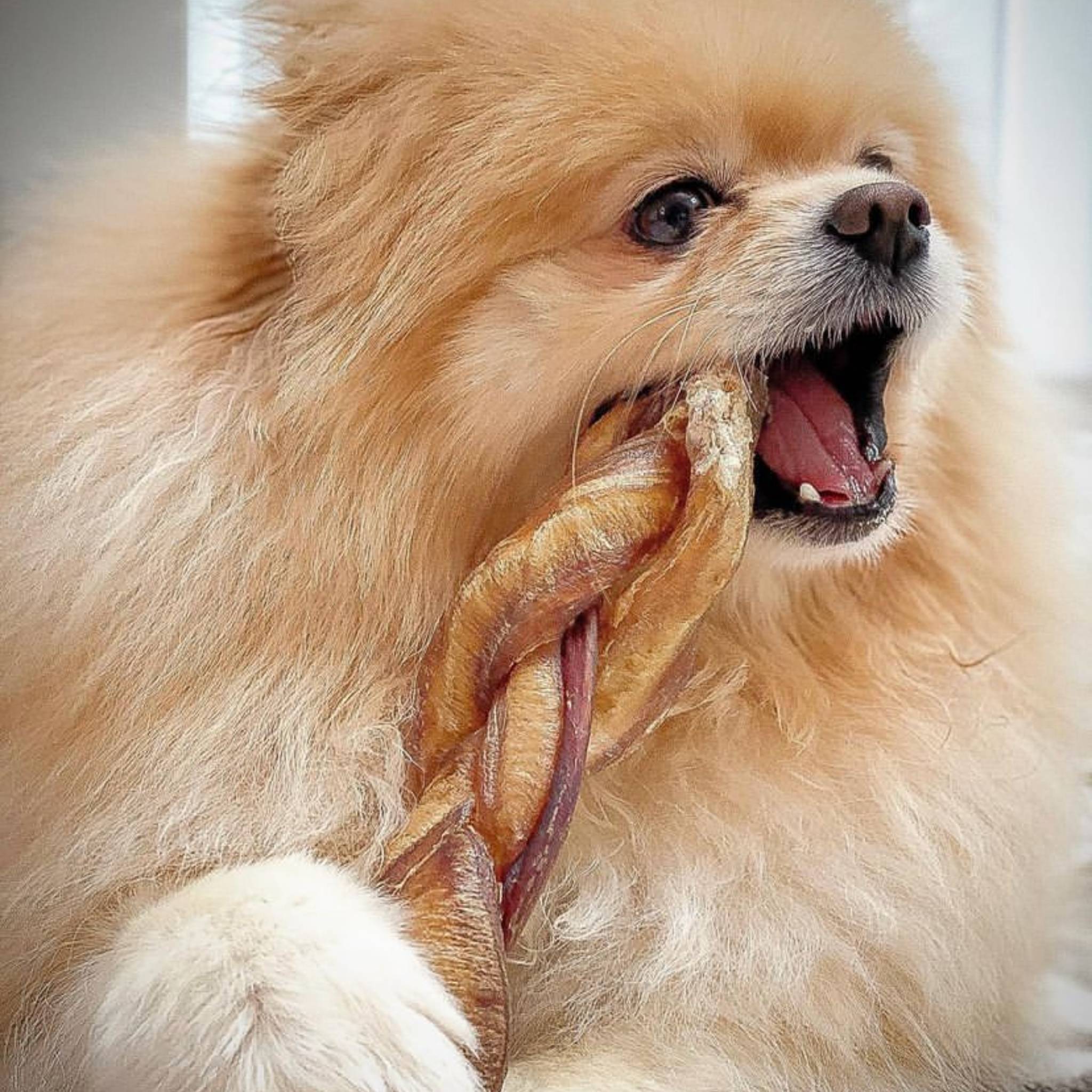 Bully Braids for Dogs | Long-Lasting Natural Dental Chew – Dragonfly ...